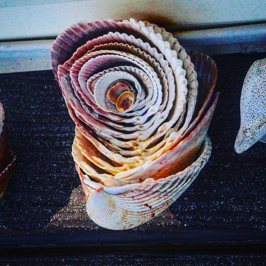 Nested shells Photograph by Micky Roberts - Fine Art America