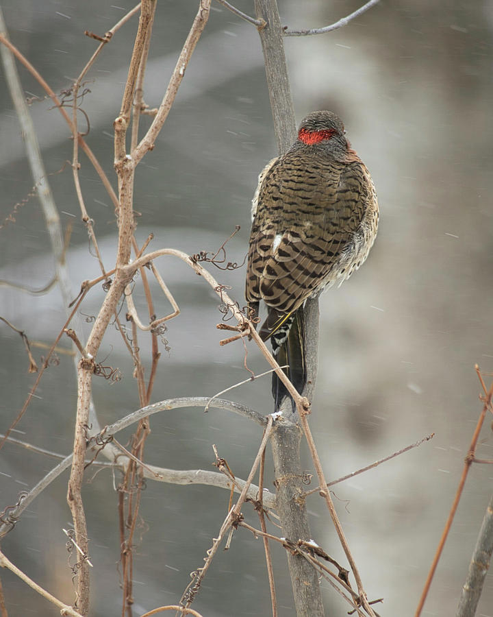 Northern Flicker Back Photograph by Mark Bear - Fine Art America