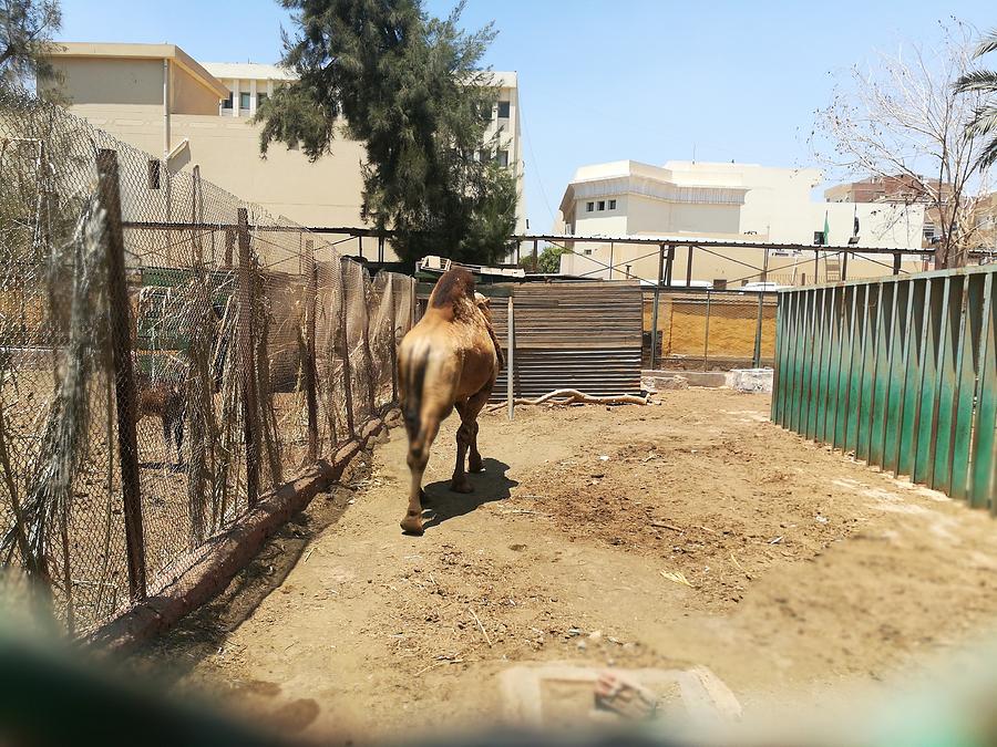 Old Brown African Camel In Zoo Photograph by Mohamed Ahmed Sayed ...