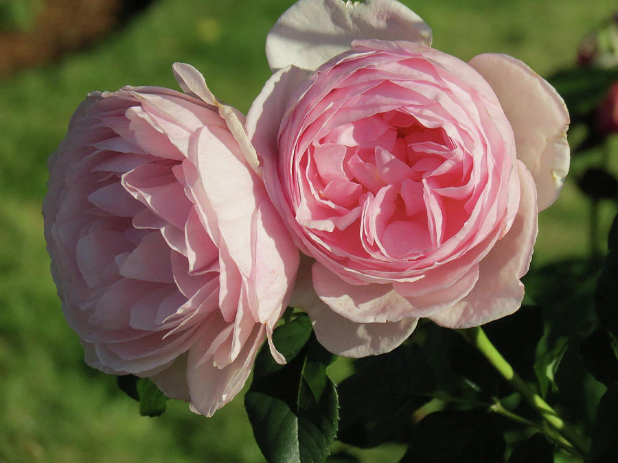 Old Fashioned Rose Photograph By Mary Penny Johnson Pixels