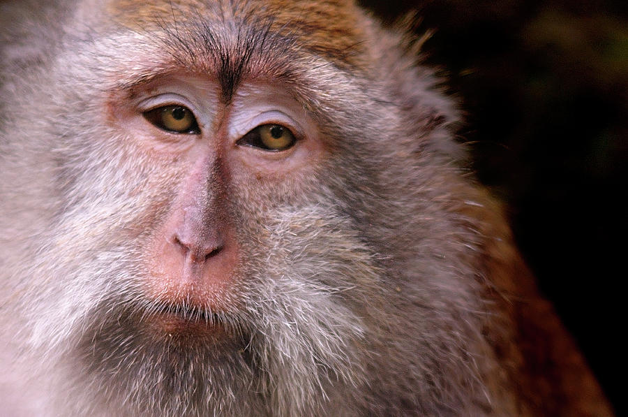 Old Monkey Photograph by Fiftymm99 - Fine Art America