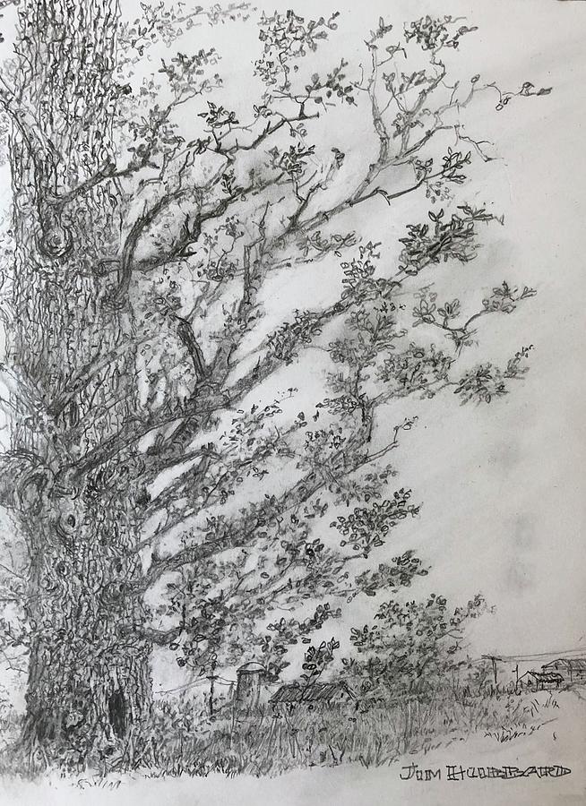 Old Oak Drawing by Jim Hubbard - Fine Art America