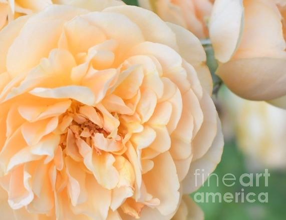 Old World Roses Photograph by Joules Marsh