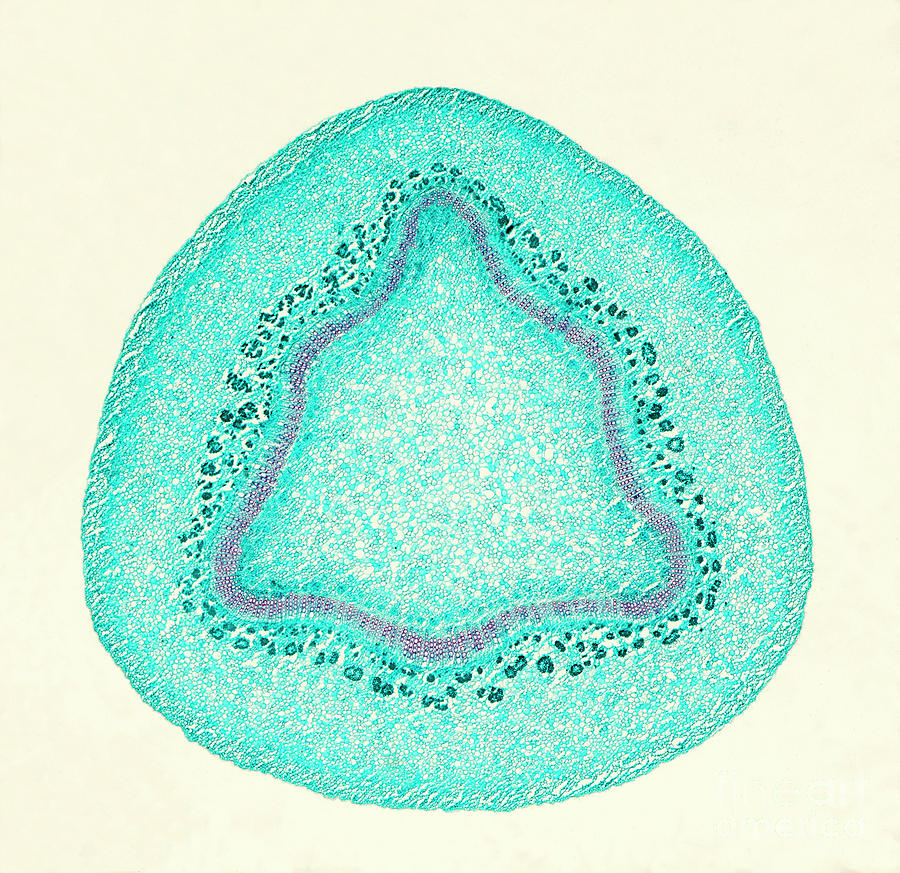 Oleander Tree Stem Cross-section Photograph by Nigel Downer/science ...