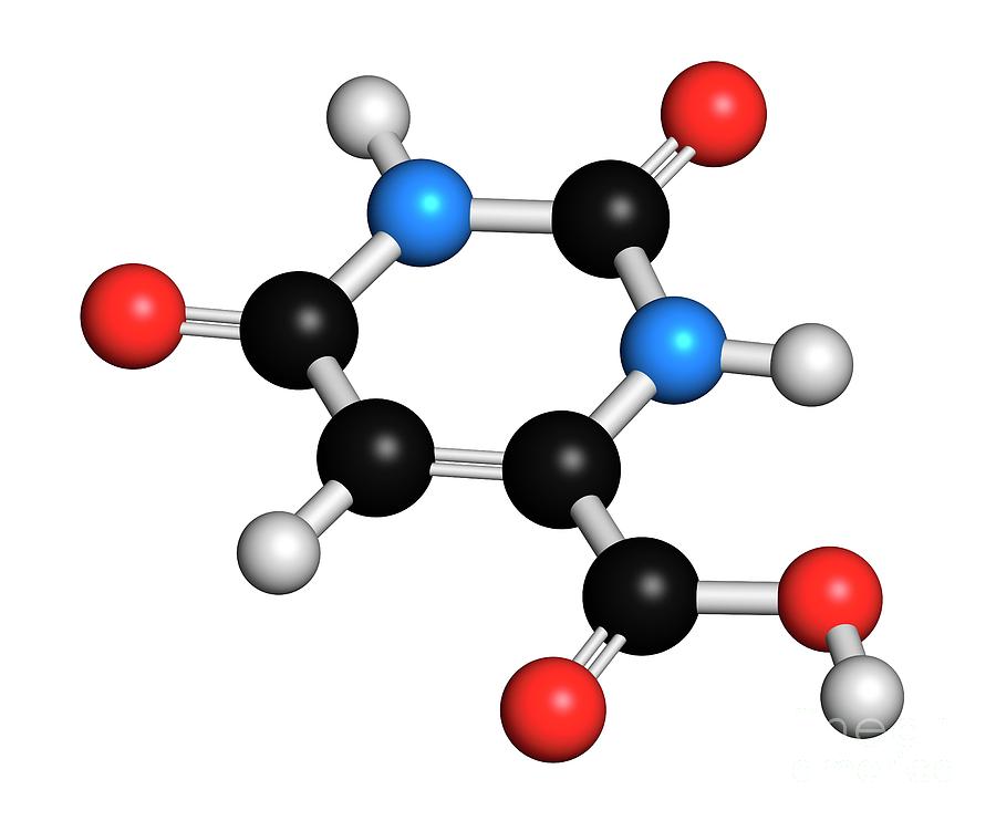 Orotic Acid Molecule Photograph by Molekuul/science Photo Library ...