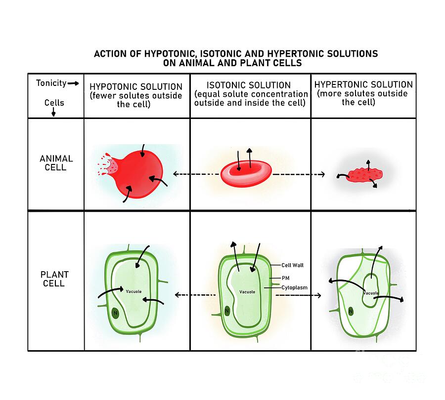 Osmosis In A Plant Cell And Red Blood Cell by Kadambari Pathania ...
