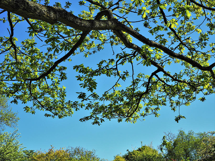 Overhead Branch Photograph by Angie C - Fine Art America
