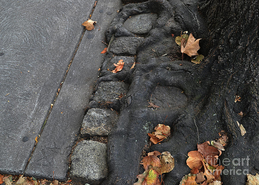 Overpowered Photograph by Daniel Johanning - Fine Art America