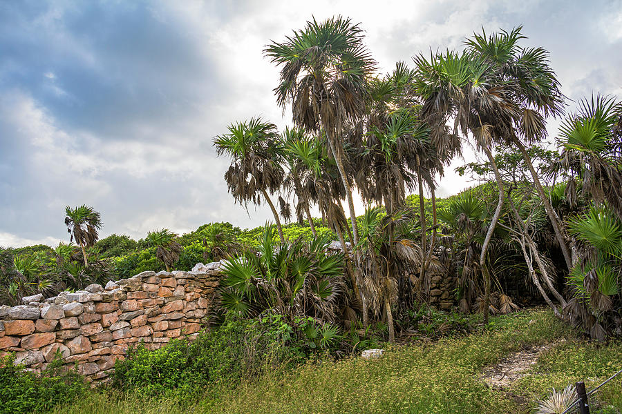 Palm Trees In The Grounds Of The Mayan Sites Of Tulum, Quintana Roo ...