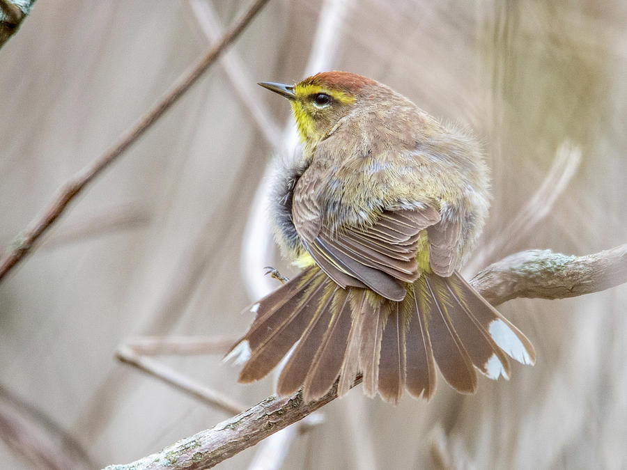 Palm Warbler Photograph by Noble Nuthatch - Fine Art America