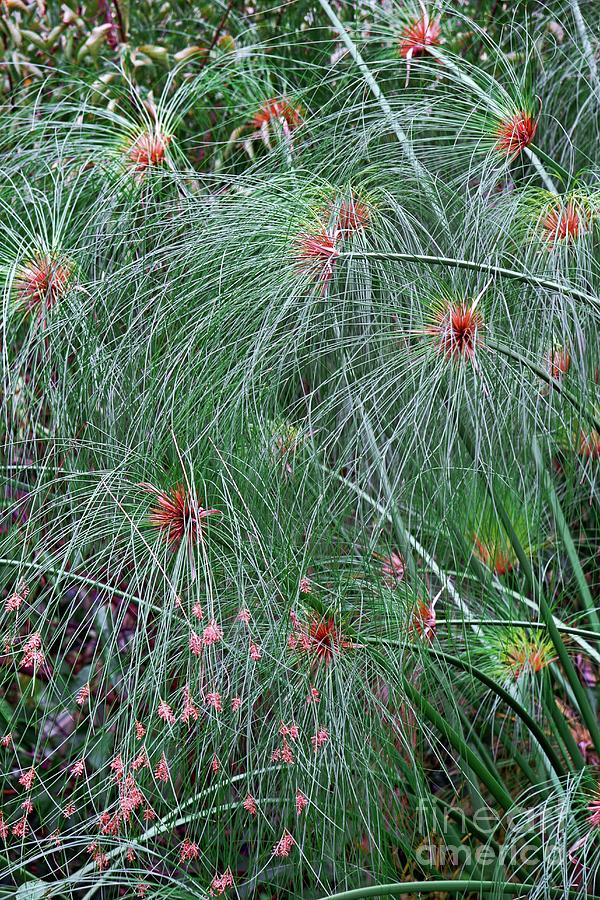 Papyrus (cyperus Papyrus) Photograph by Dr. Nick Kurzenko/science Photo ... Papyrus (cyperus Papyrus) Photograph by Dr. Nick Kurzenko/science Photo ...