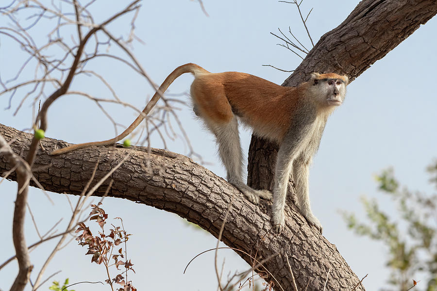 Patas Monkey On A Tree Branch At Roadside, The Gambia Photograph by ...