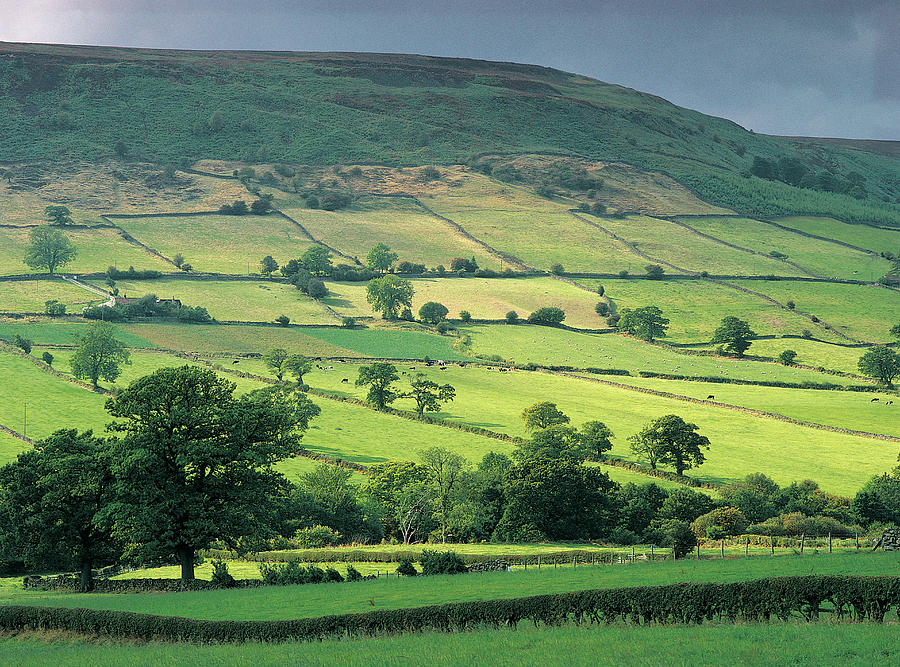 Patchwork Landscape by Michael Busselle