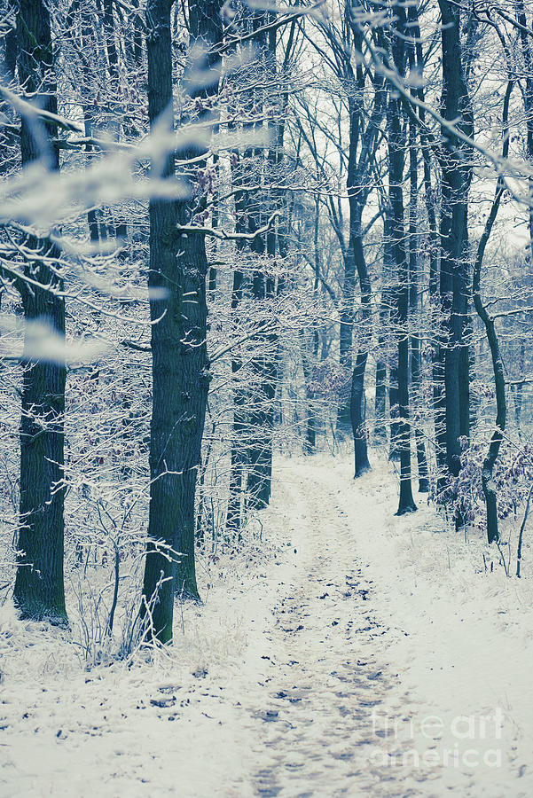 Path In Winter Forest Photograph by Wladimir Bulgar/science Photo ...