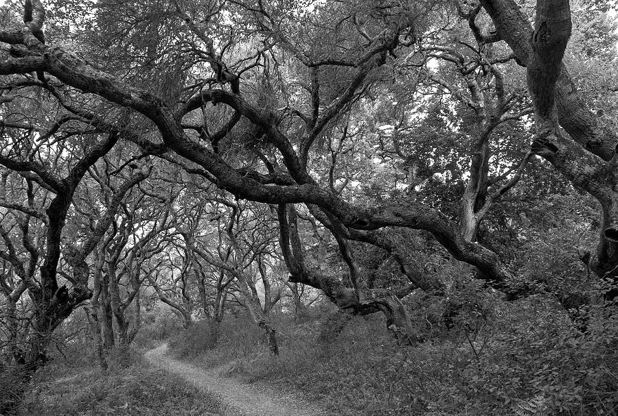 Path Thru Oak Trees Photograph by David Epperson - Fine Art America