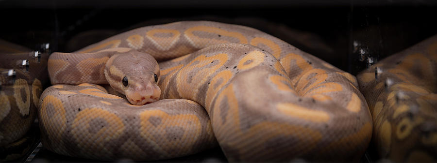 Patient Ball Python Photograph by Danny Pugh - Fine Art America