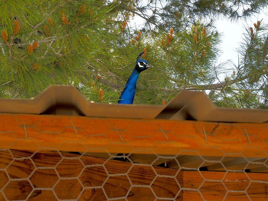 Peacock A Boo Photograph by Richard Thomas - Fine Art America