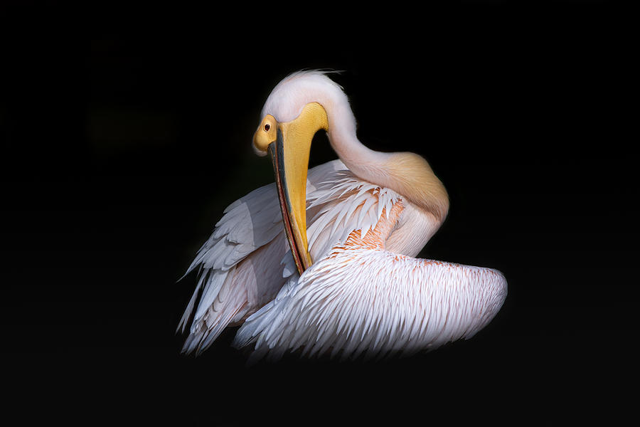Pelecanus Onocrotalus Photograph by Natalia Rublina - Fine Art America