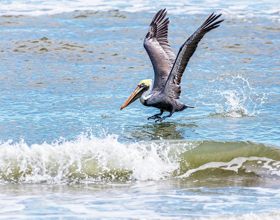Pelican Landing Digital Art by Wayne Rhodes - Fine Art America