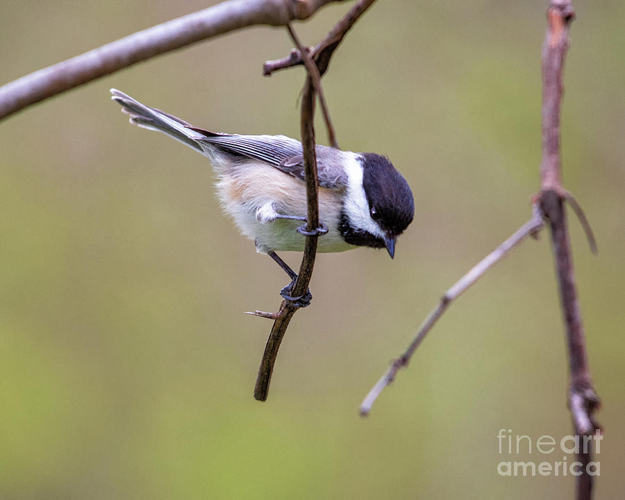 Perch Dangle Black-capped Chickadee - Horizontal Photograph by Timothy ...