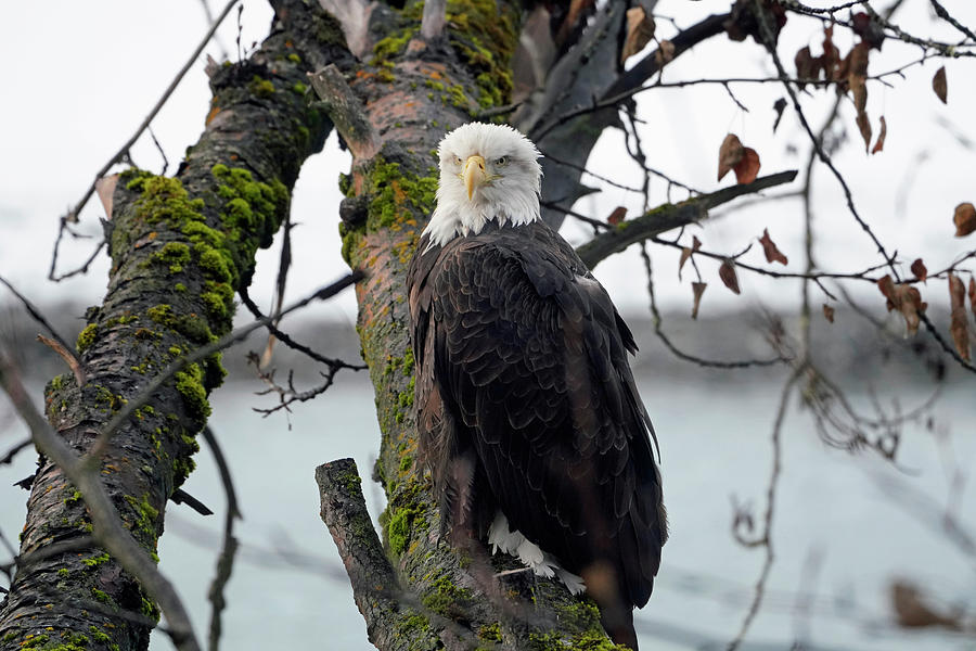 Perched Bald Eagle Photograph by Dale Matson - Fine Art America