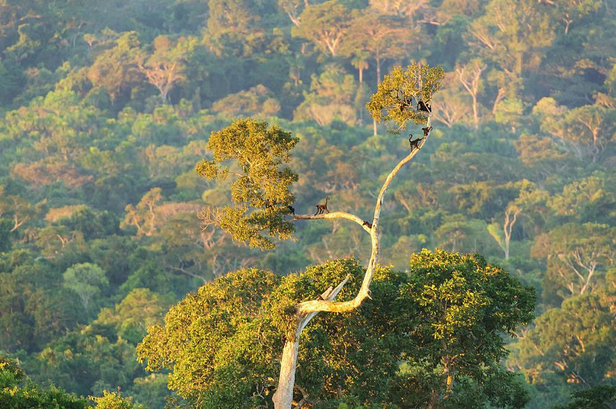 Peruvian Spider Monkeys At Roost. Madre De Dios, Peru Photograph by ...