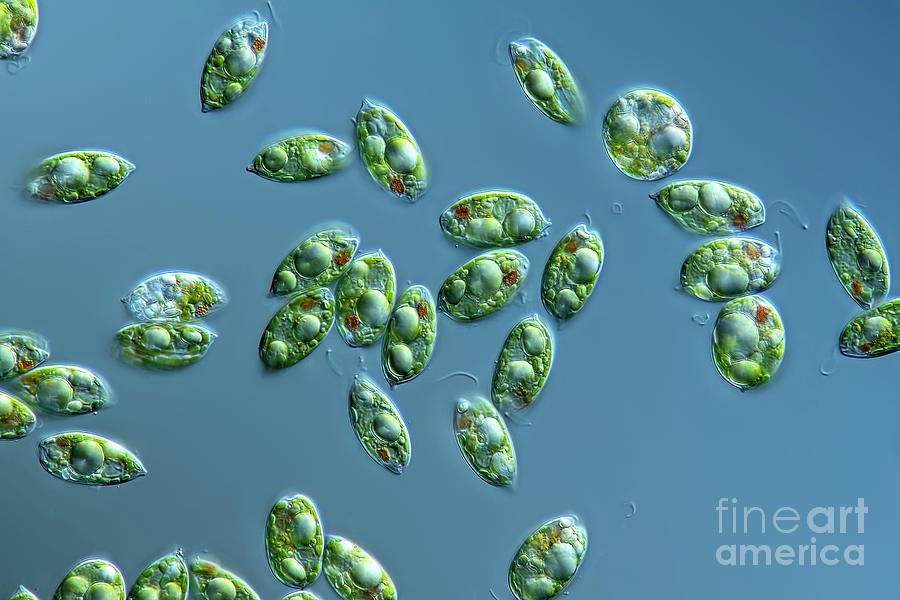 Phacus Algae Photograph by Frank Fox/science Photo Library - Fine Art ...