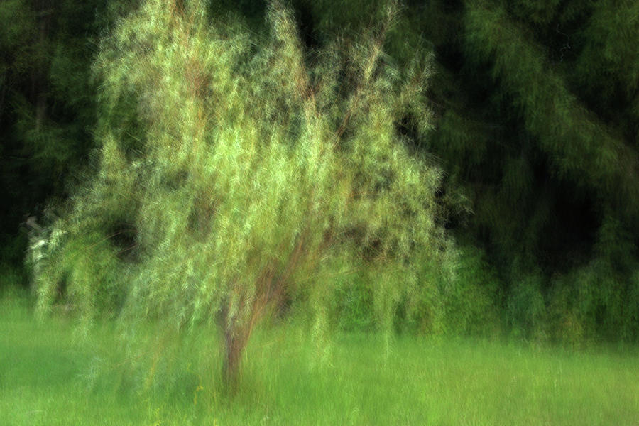 Phantom Tree Photograph by Robert Becker - Fine Art America