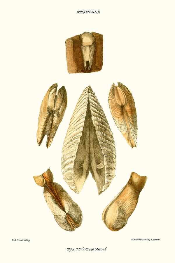 Pholas Shells Painting by John Mawe - Fine Art America