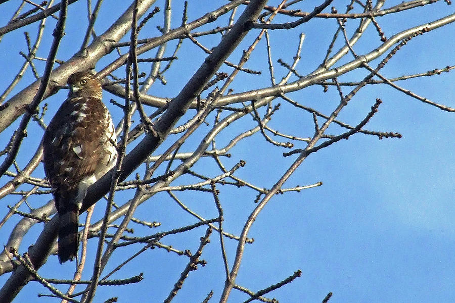 Piercing gaze of the Sharp-shinned Hawk Photograph by Asbed Iskedjian ...
