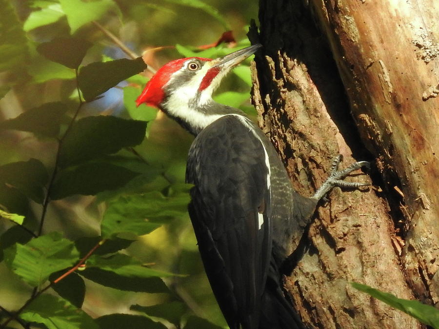 Pileated Woodpecker 2 Photograph by Linda Stroud - Fine Art America