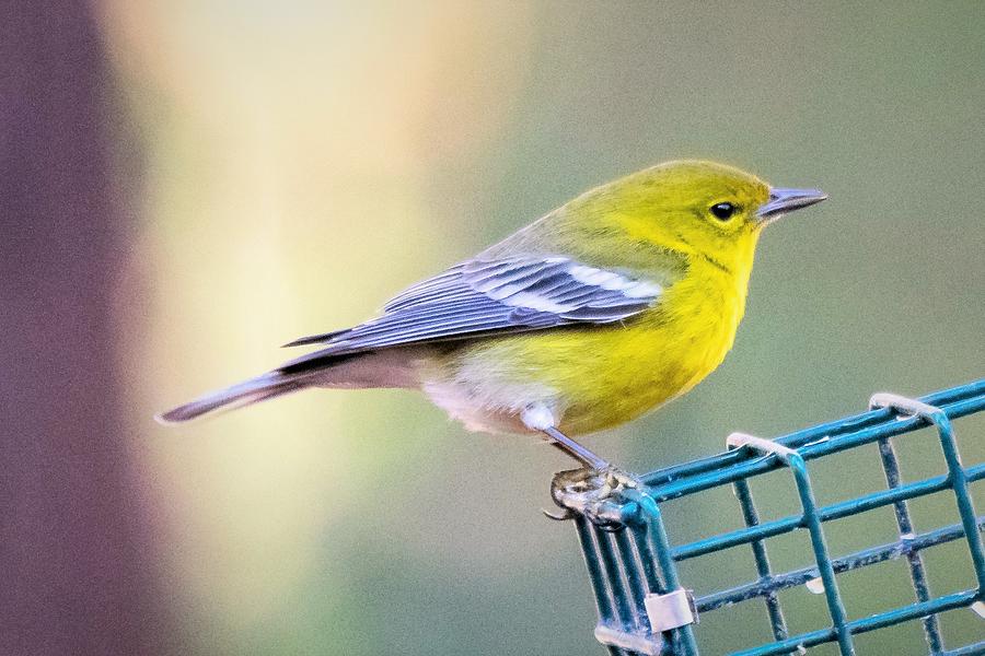 Pine Warbler Photograph by Mary Ann Artz - Fine Art America