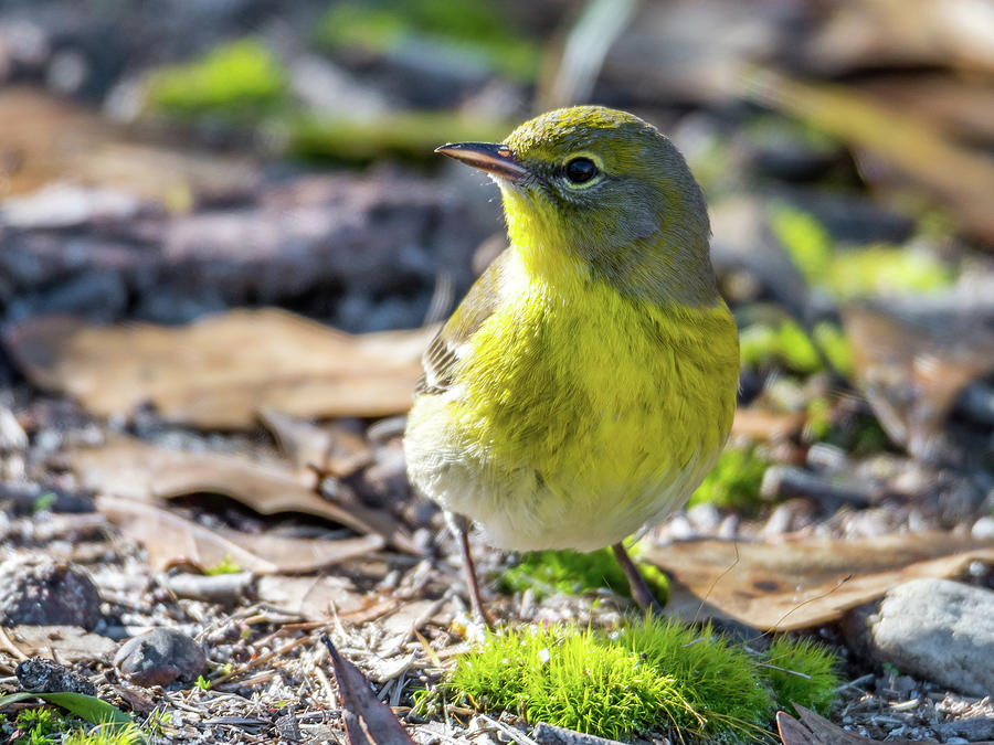 Pine Warbler Photograph by Noble Nuthatch - Fine Art America