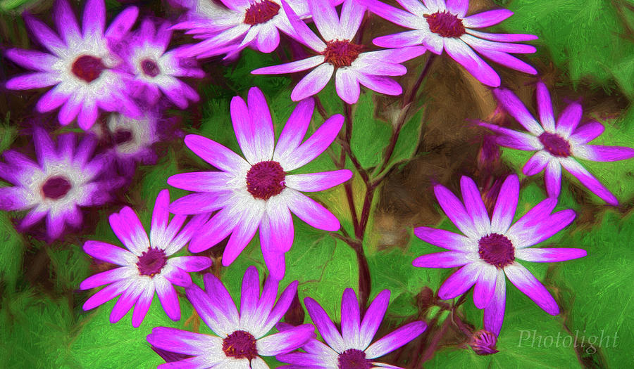 Pink Senetti Delights Photograph by Kevin Lane - Fine Art America