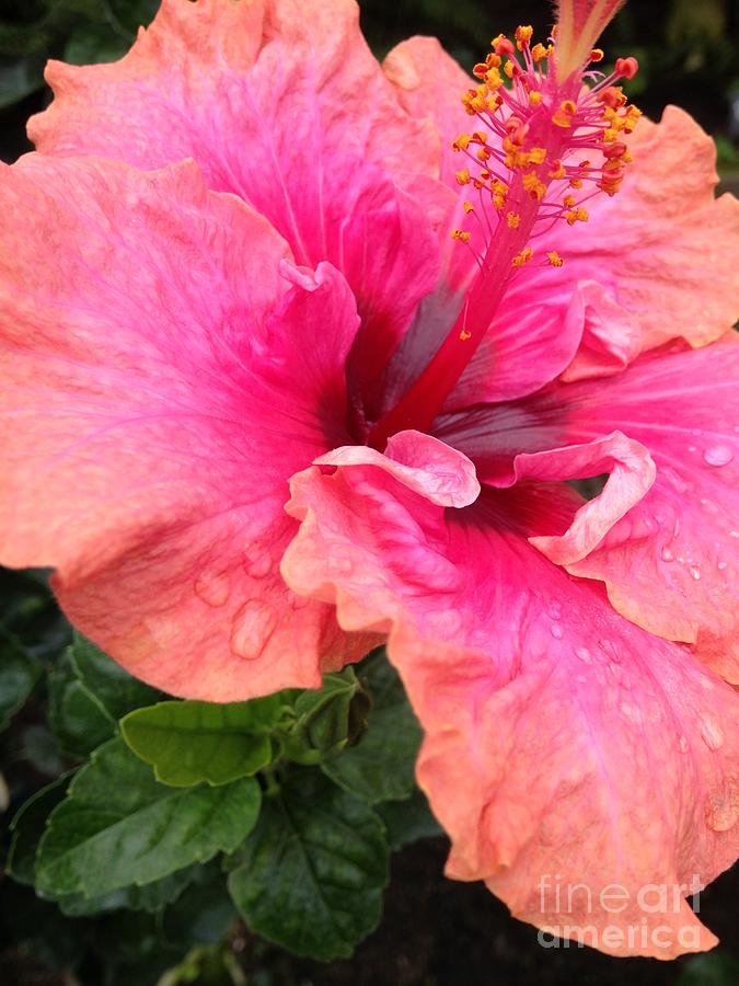 Pink Orange Hibiscus Photograph By Kim Sy Ok