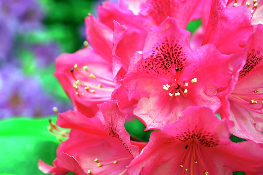 Pink Rhododendron Photograph by Angelica Linnhoff - Pixels