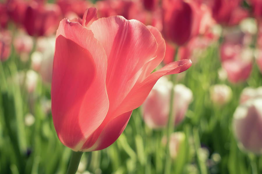 Pink Tulip Photograph by Danielle Christine White - Fine Art America