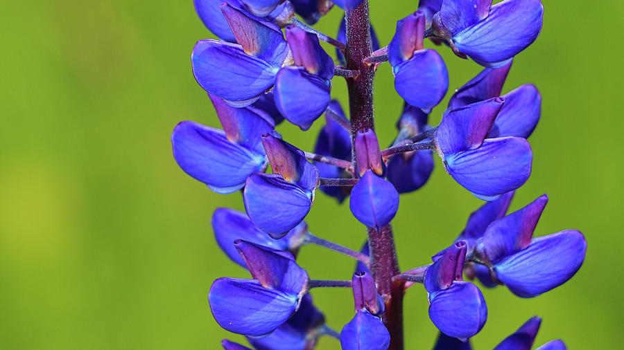 Plant with Green Background Photograph by Kris Notaro - Pixels