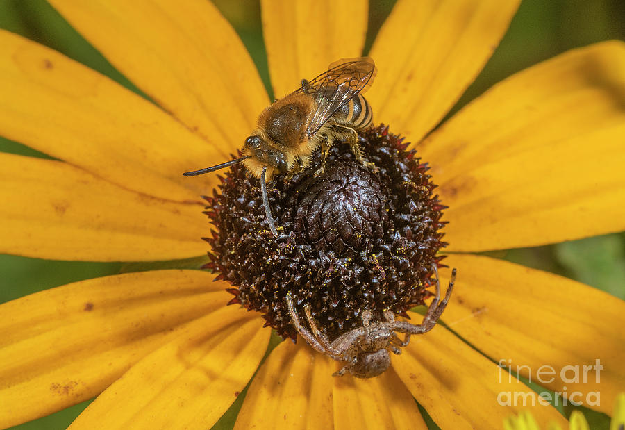 Plasterer Bee On A Coneflower Occupied By A Crab Spider Photograph by ...