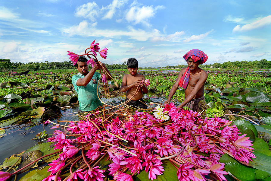 Plucking Of Shapla Photograph by Shaibal Nandi - Fine Art America