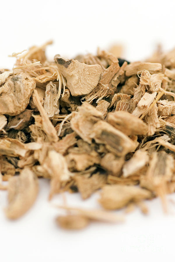 Poke Root Photograph by Geoff Kidd/science Photo Library - Pixels