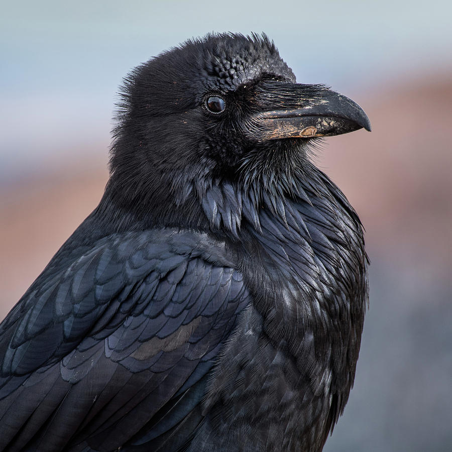 Portrait of a Bryce Canyon Crow Photograph by Greg Nyquist - Fine Art ...