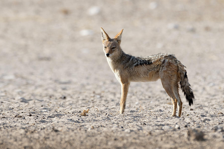 Portrait Of Black-backed Jackal (canis Mesomelas), Kalahari, Botswana ... Portrait Of Black-backed Jackal (canis Mesomelas), Kalahari, Botswana ...