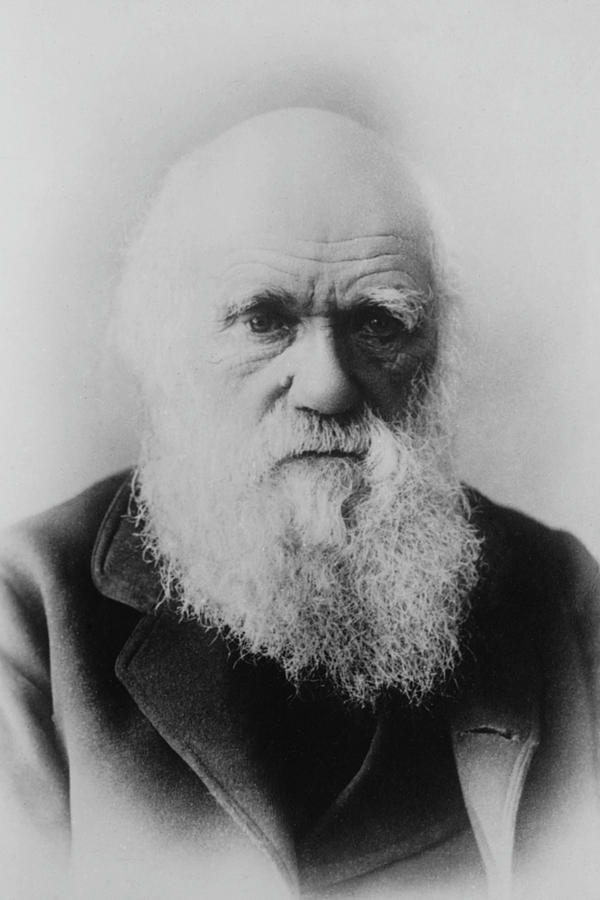 Portrait of Charles Darwin Painting by | Fine Art America