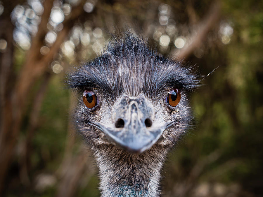 Portrait Of Emu, Kangaroo Island, South Australia, Australia Photograph ...