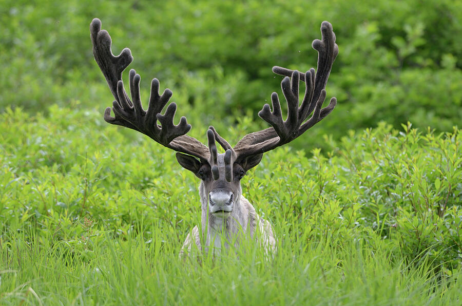 Portrait Of Male Reindeer With Large Antlers, In Velvet. Photograph by ...