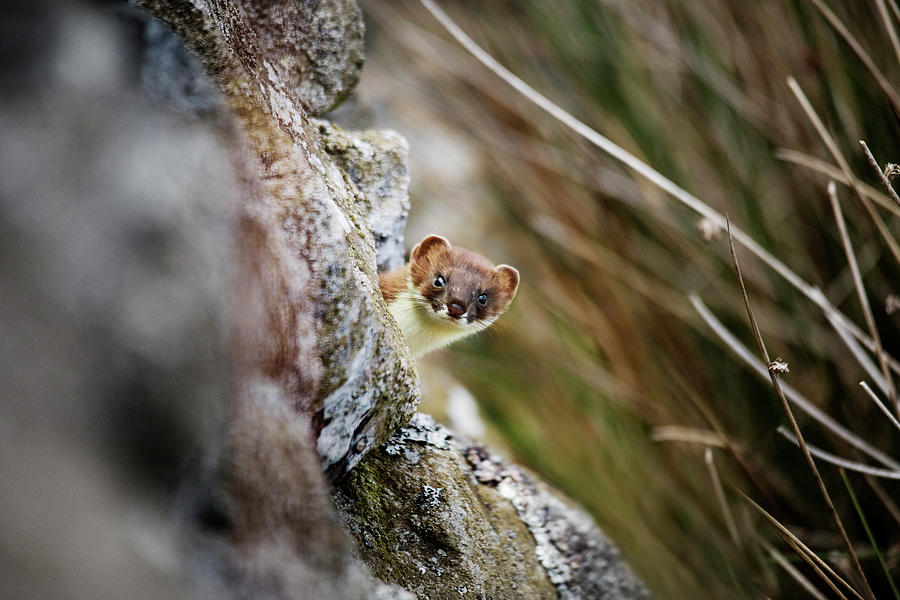 Portrait Of Weasel Behind Rock Photograph by Cavan Images - Fine Art ...