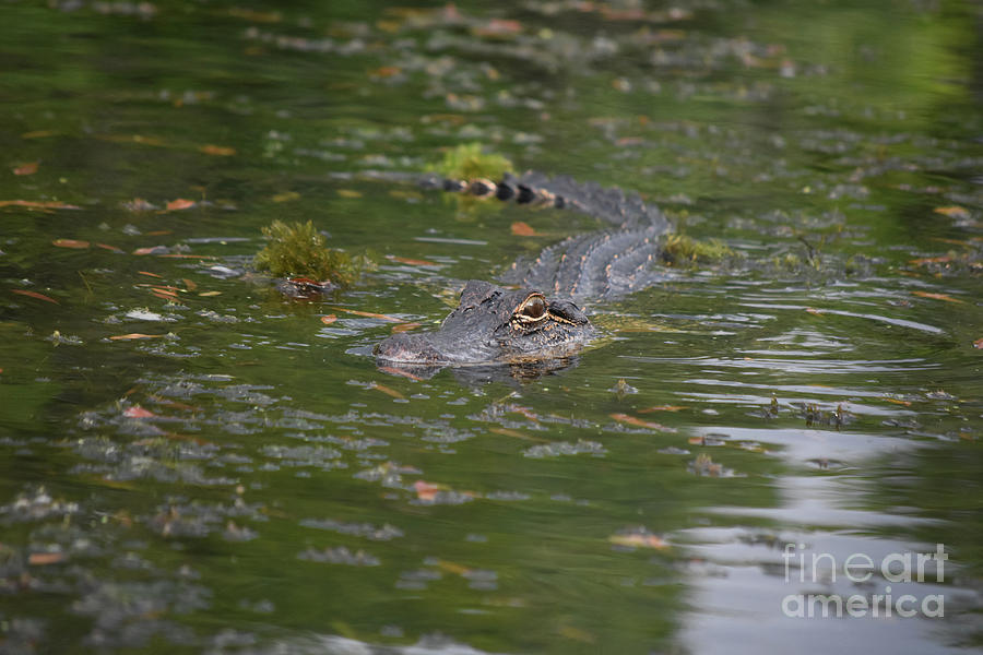 Predatory Alligator in the Bayou of Southern Louisiana Photograph by ...