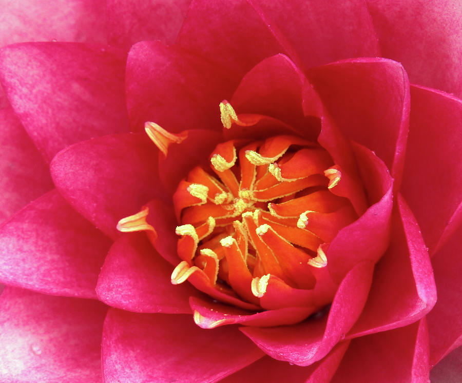 Pretty In Pink Water Lily Photograph By Valerie Hosna Davis