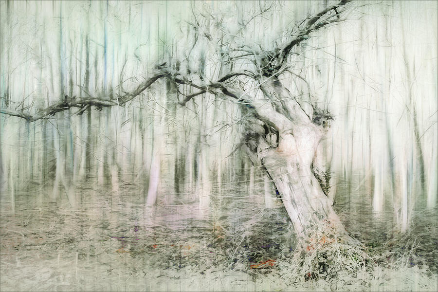 Primal Tree Photograph by Gilbert Claes - Pixels Merch